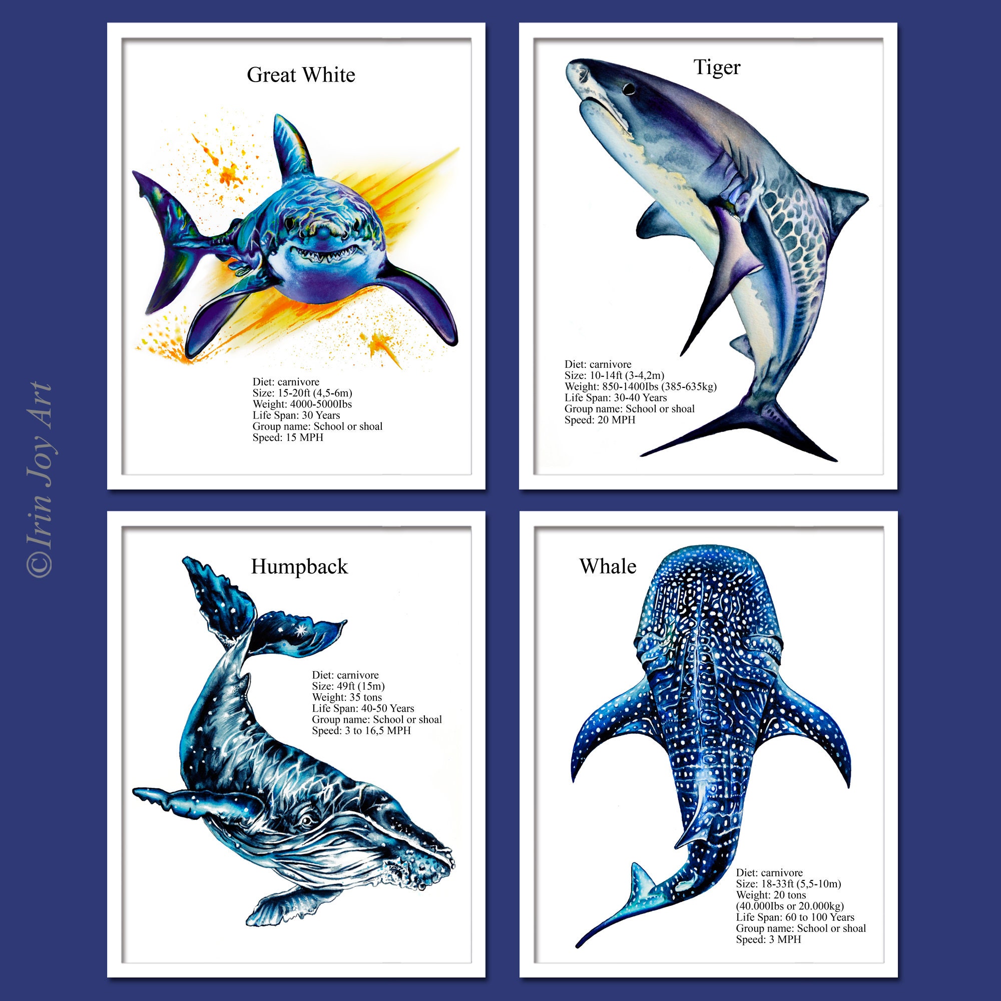 Tiger Shark Classification Chart