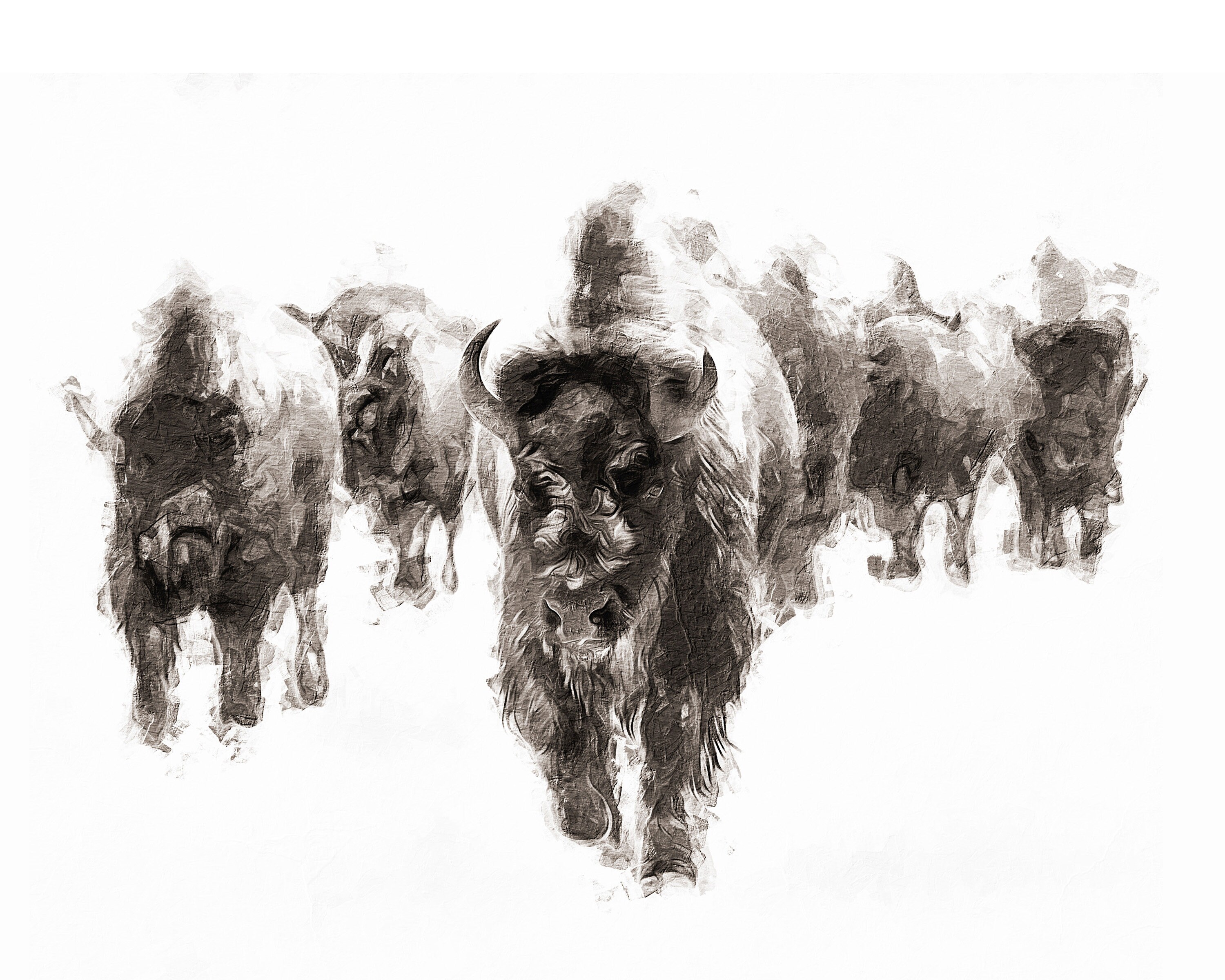 Buffalo Print Bison Print Beautiful Bison Art American - Etsy