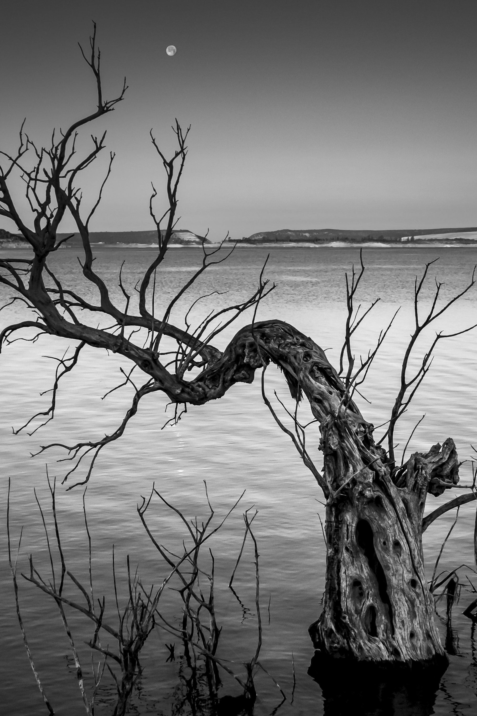 Dead Trees Black And White Photography