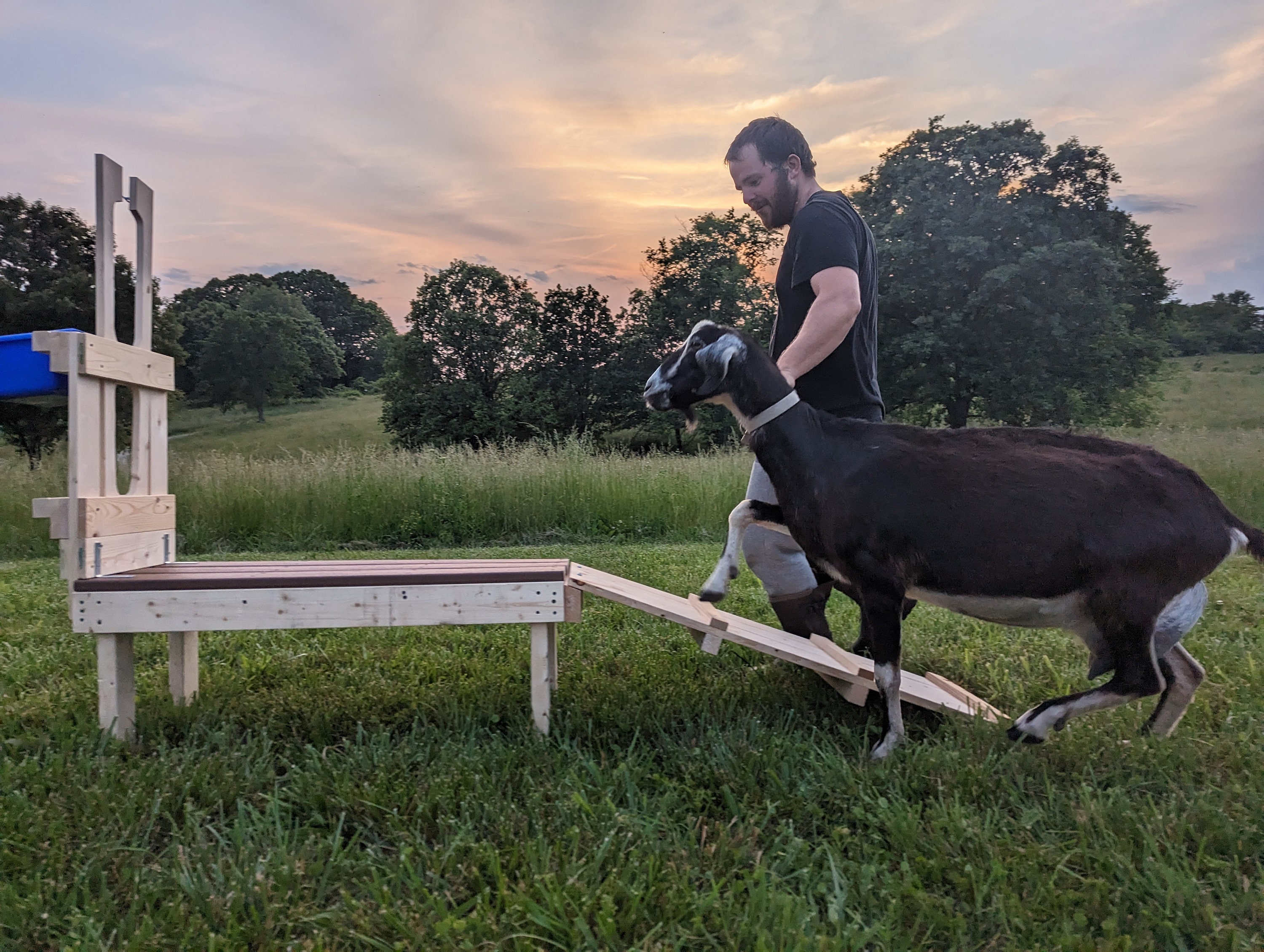 Goat Stanchion Ramp - Etsy