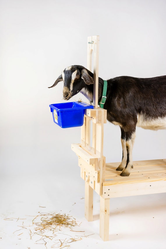 Best Goat Stand Fits All Goats for Milking and Trimming - Etsy