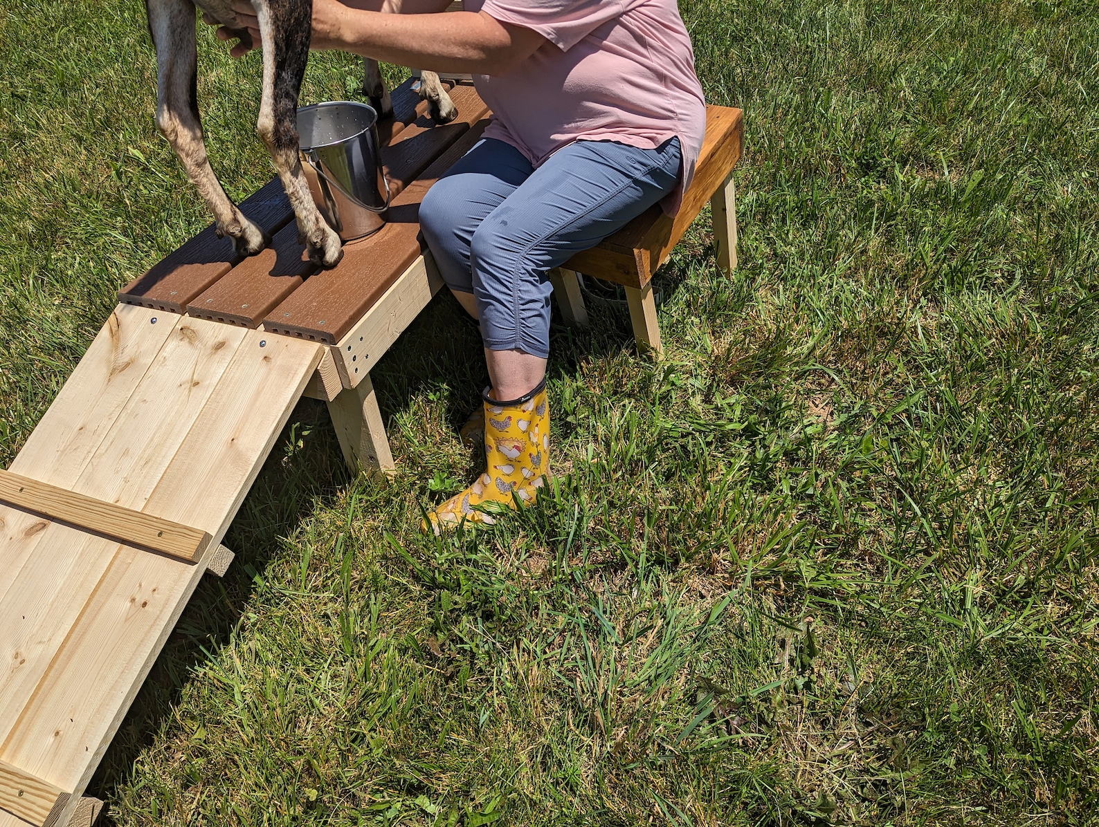 Goat Stanchion Ramp - Etsy