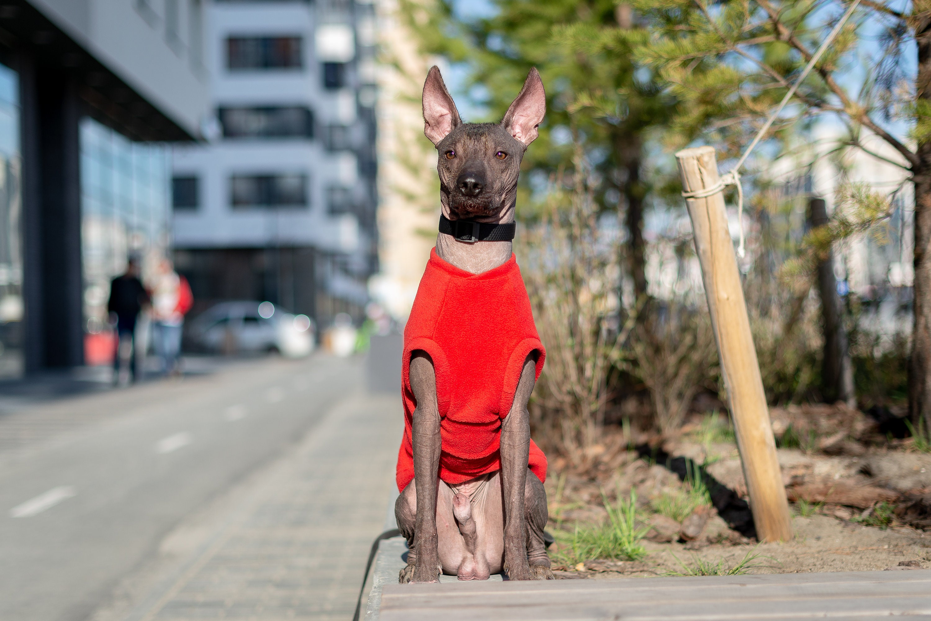 Custom Xoloitzcuintli Red Polar Fleece Hoodies Xolo Dog Jacket Anti ...