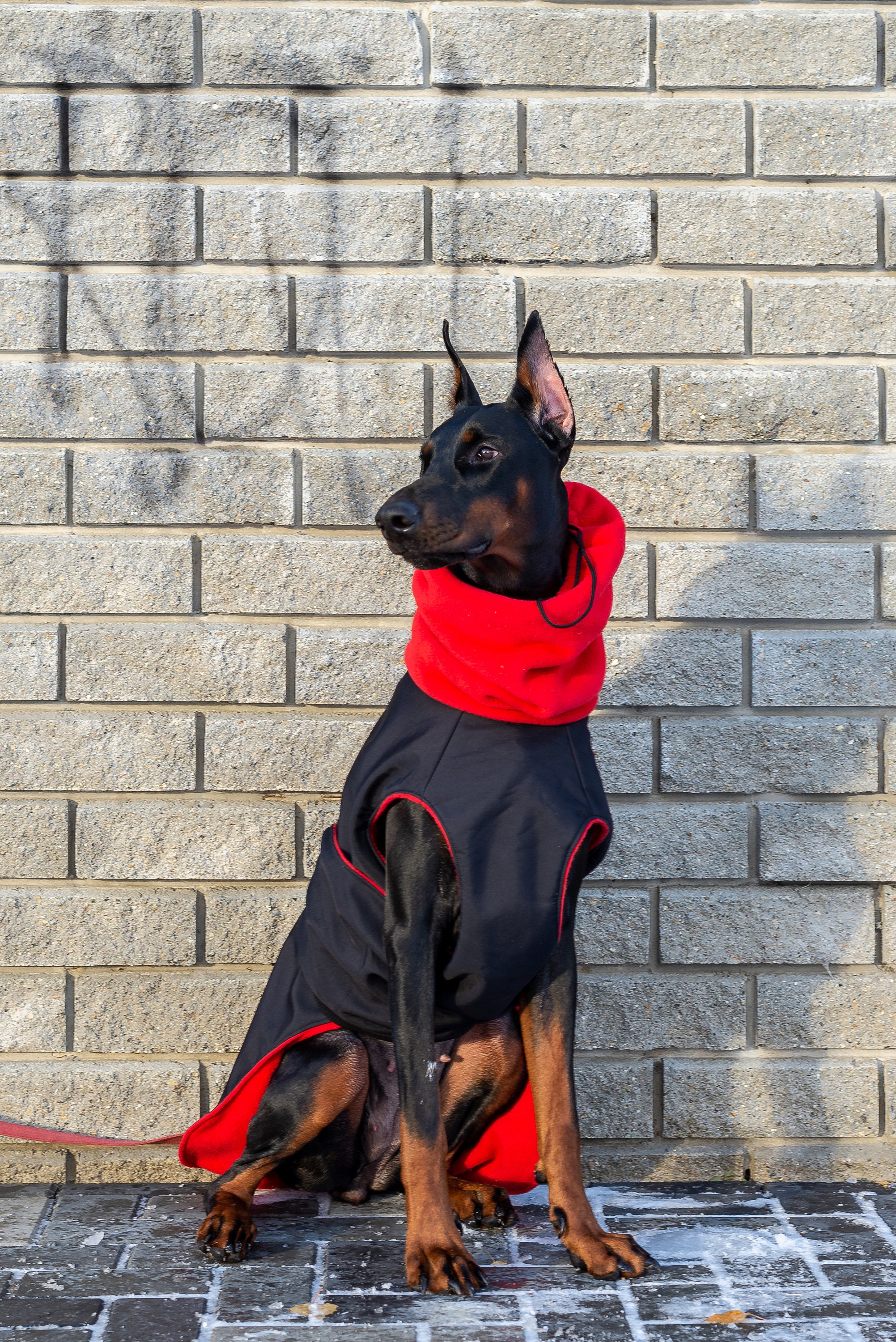 Black Doberman Winter Dog Coat, Winter Jacket, Custom Waterproof Coat ...