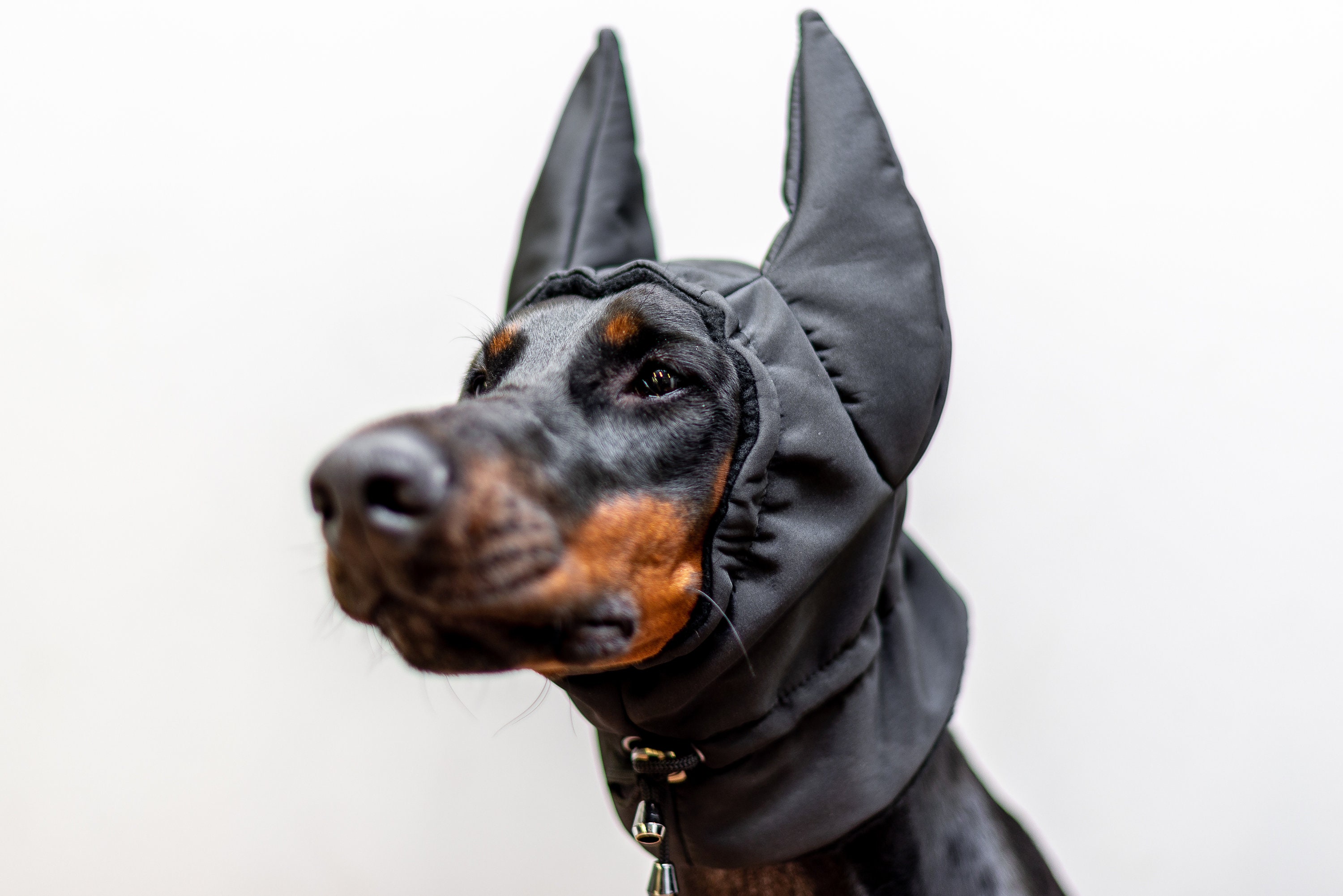 Black Doberman Winter Hat Doberman Warmer Pitbull Hat Doberman Winter ...