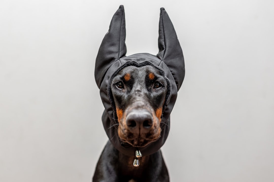 Black Doberman Winter Hat Doberman Warmer Pitbull Hat Doberman Winter ...