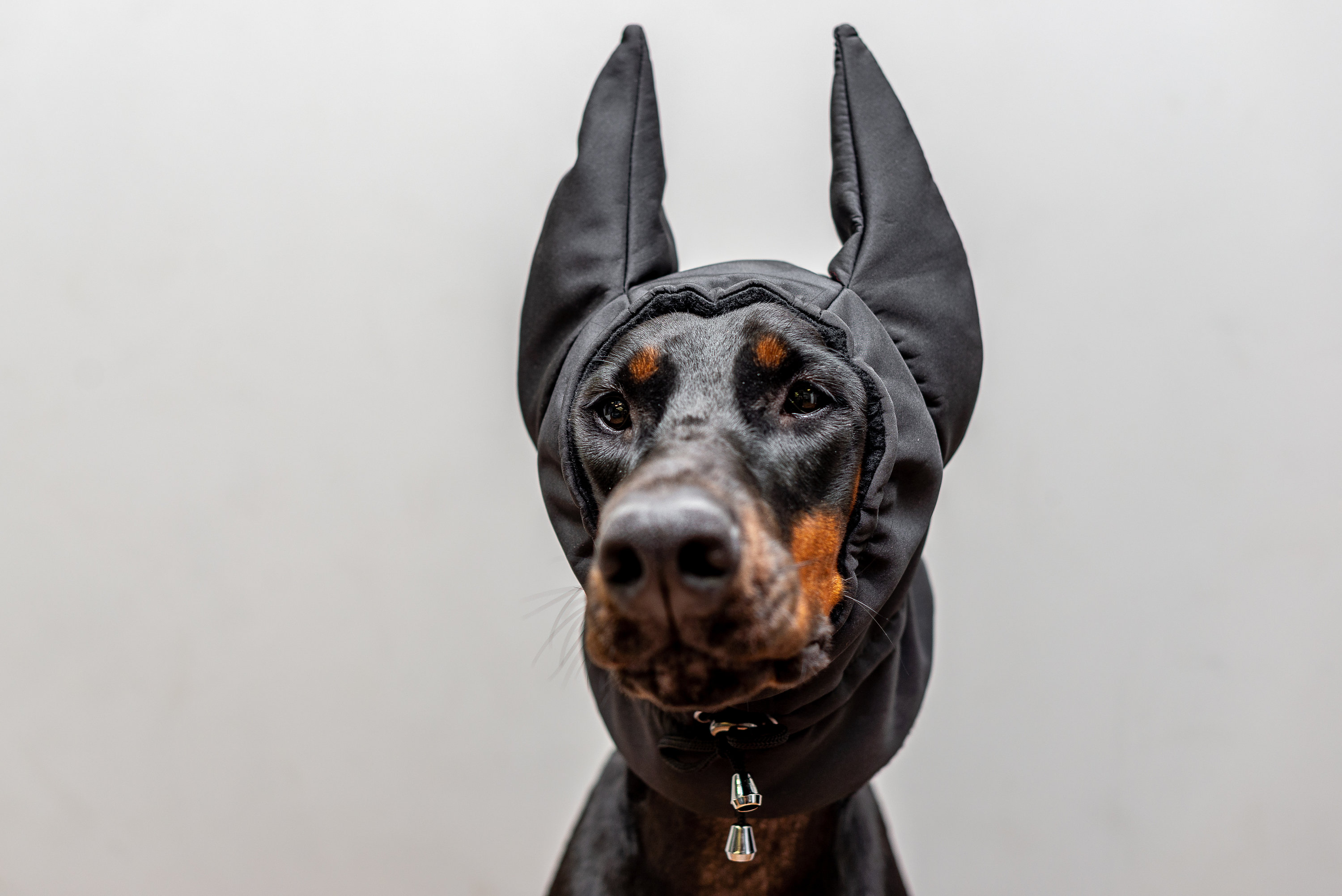 Black Doberman Winter Hat Doberman Warmer Pitbull Hat Doberman Winter ...