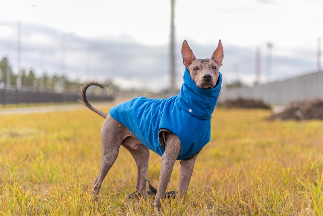 Xoloitzcuintli Custom Waterproof Raincoats Dog Spring Autumn Coat Xolo ...