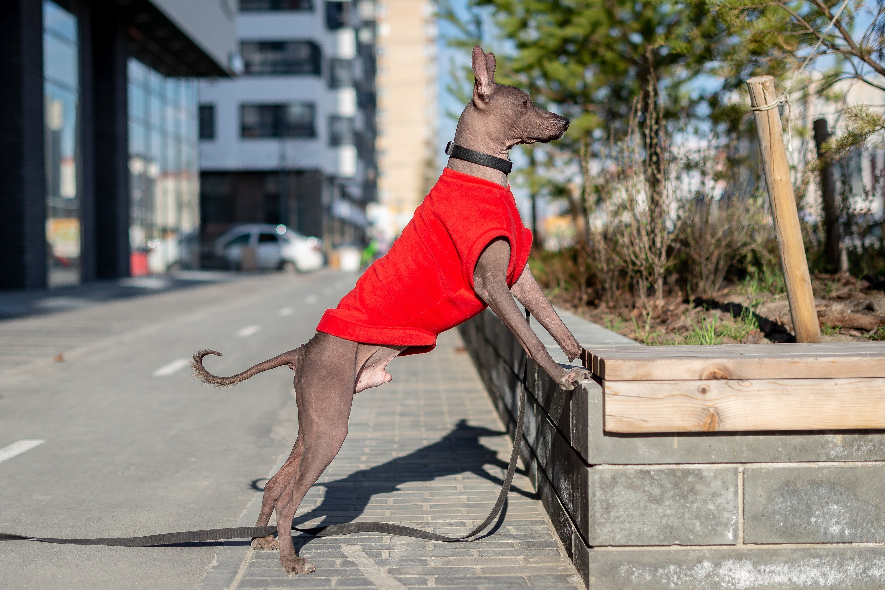 Custom Xoloitzcuintli Red Polar Fleece Hoodies Xolo Dog Jacket Anti ...