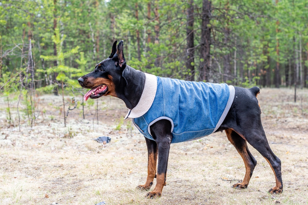 Denim Sherpa Doberman Vest Denim Patched Jacket Jeans Dog Cropped Denim ...
