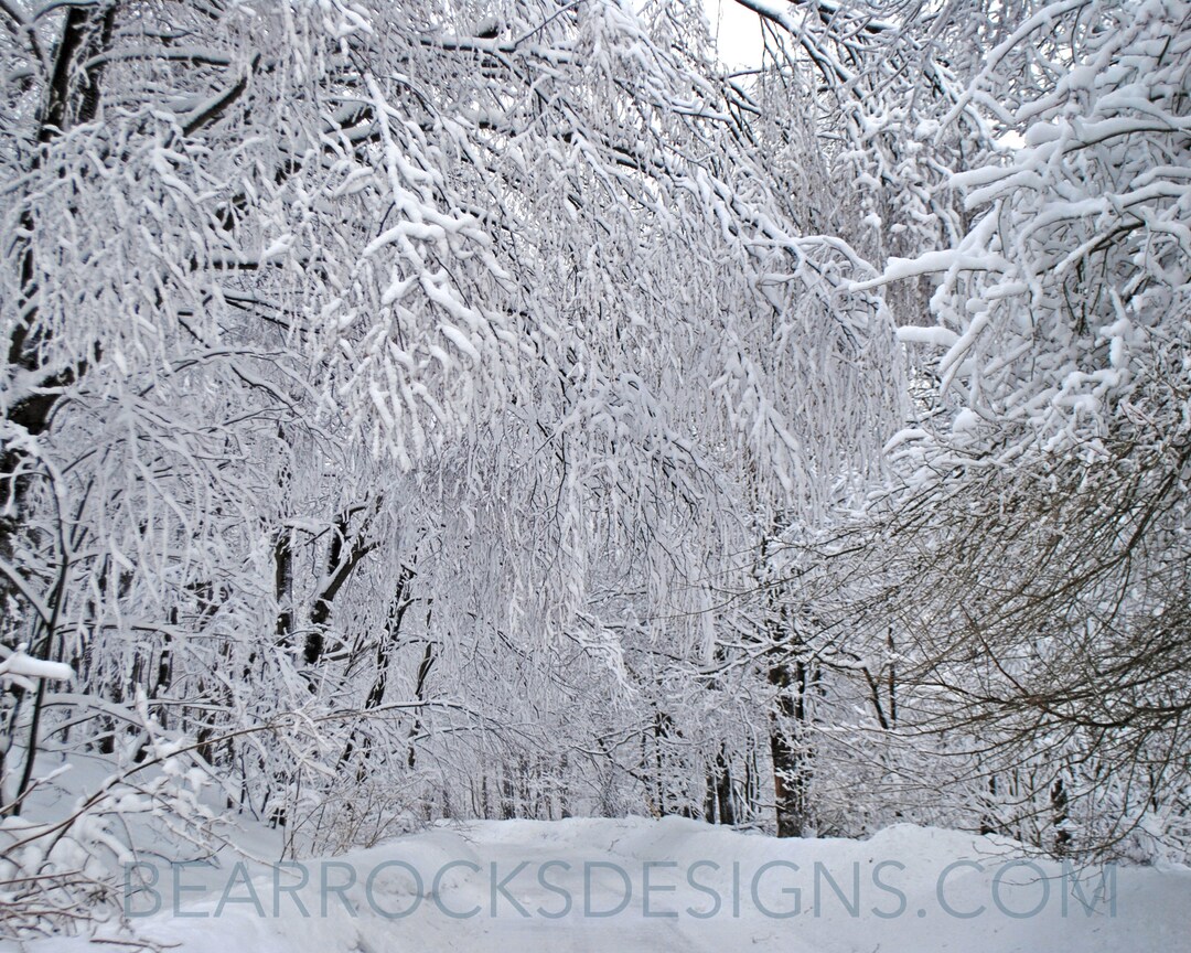 Nature Snow Print 8x10 February Snowfall Laurel Highlands Nature Home ...