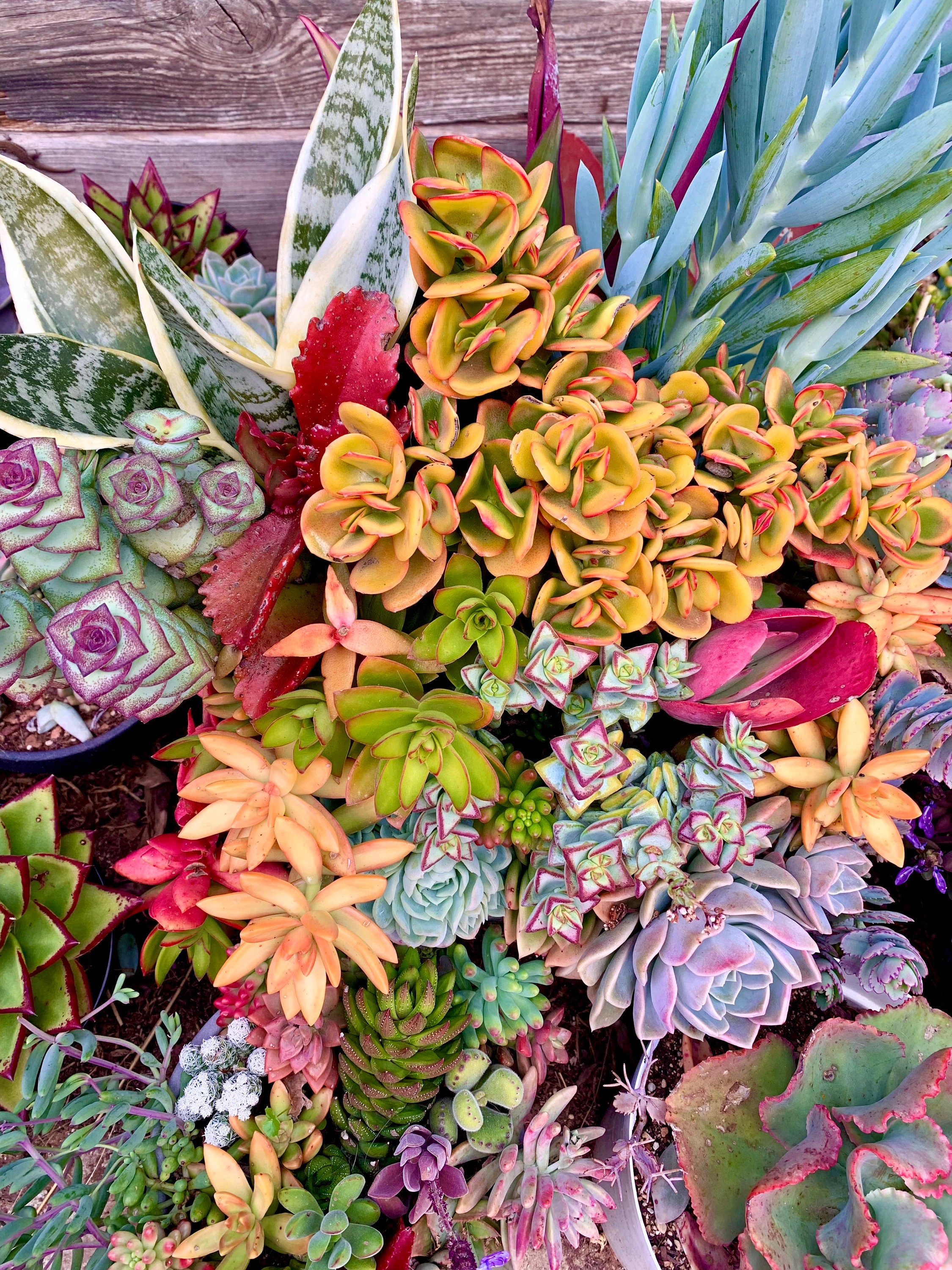 PDF Guide to SUCCULENT CARE Basics - Etsy