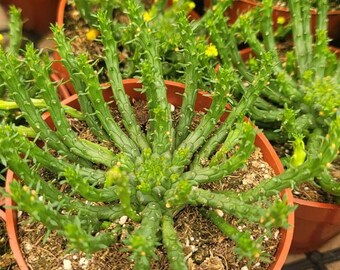 Medusa Head 4 Inch Euphorbia Flanaganii Live Cactus Plant Indoor Plant ...