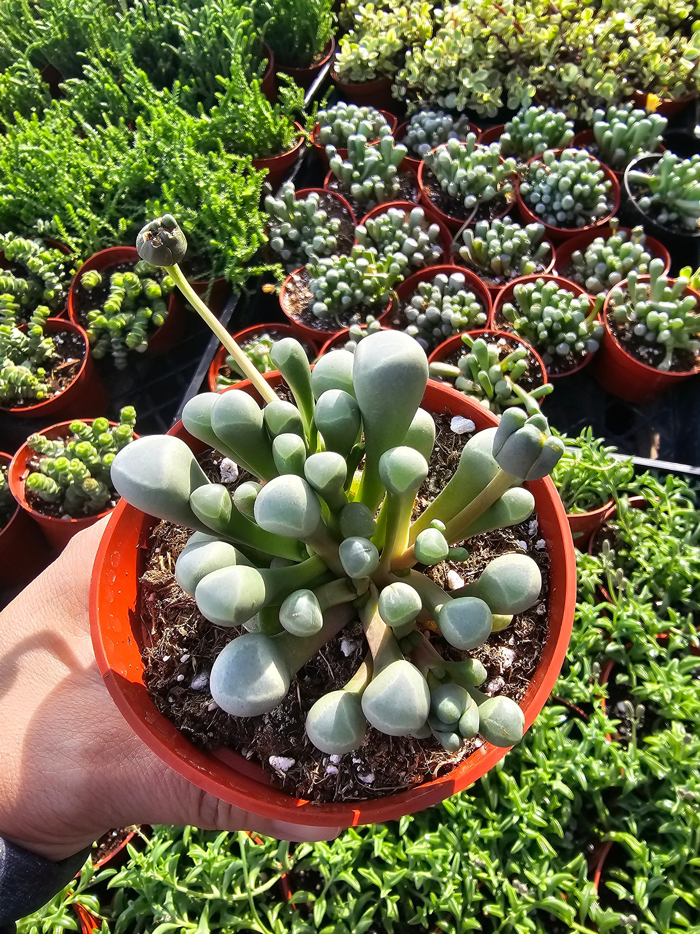 Baby Toes Succulents / Fenestraria Rhopalophylla 4 Inch - Etsy