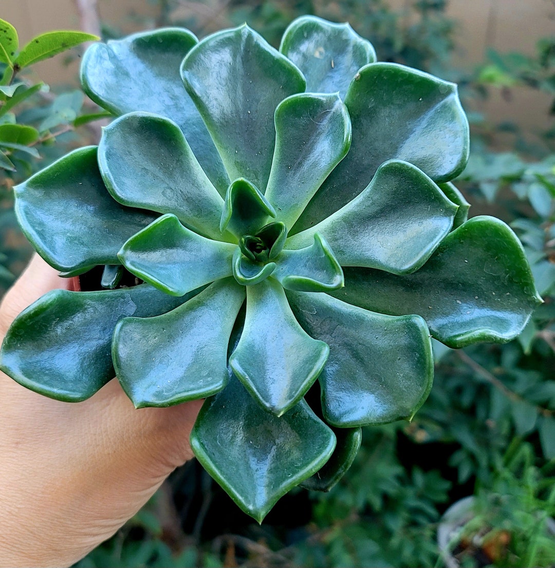 Echeveria goochie, Crassulaceae Family, Rooted in 4 Pot - Etsy