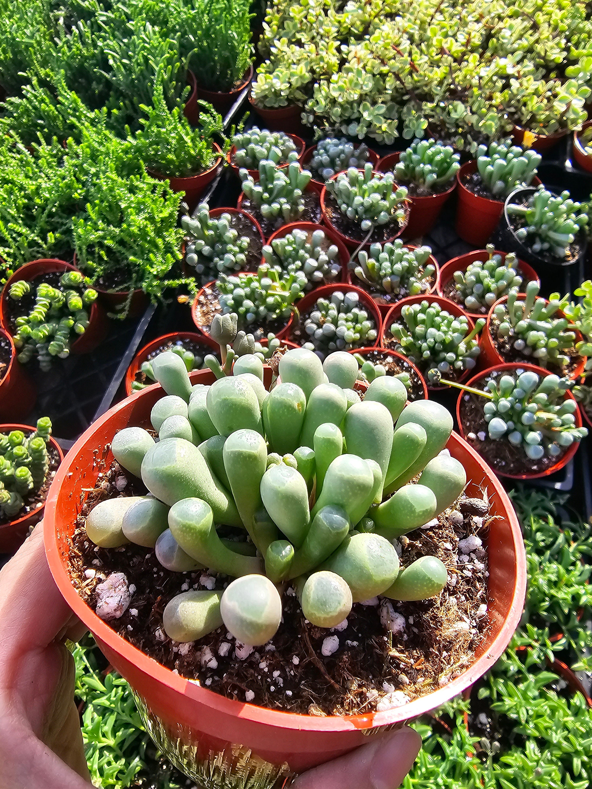 Baby Toes Succulents / Fenestraria Rhopalophylla 4 Inch - Etsy