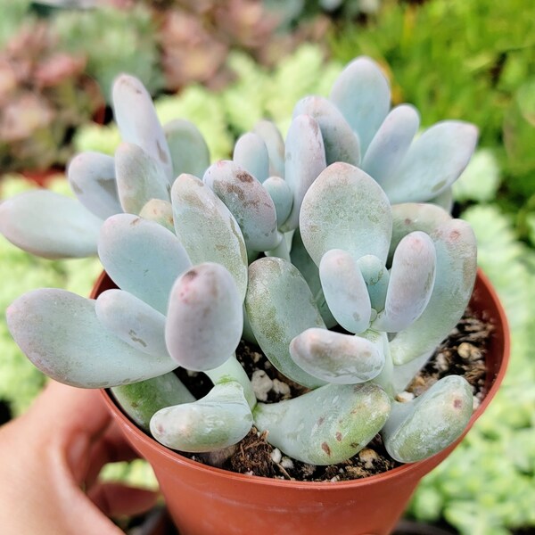 Moonstone Succulent - Etsy
