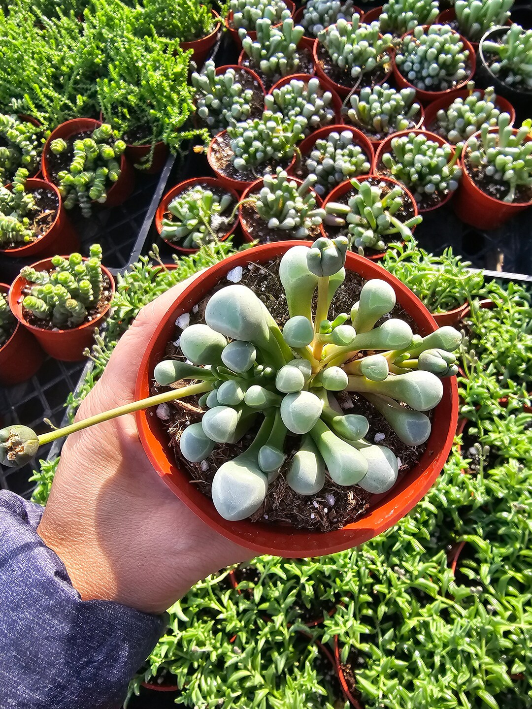 Baby Toes Succulents / Fenestraria Rhopalophylla 4 Inch - Etsy