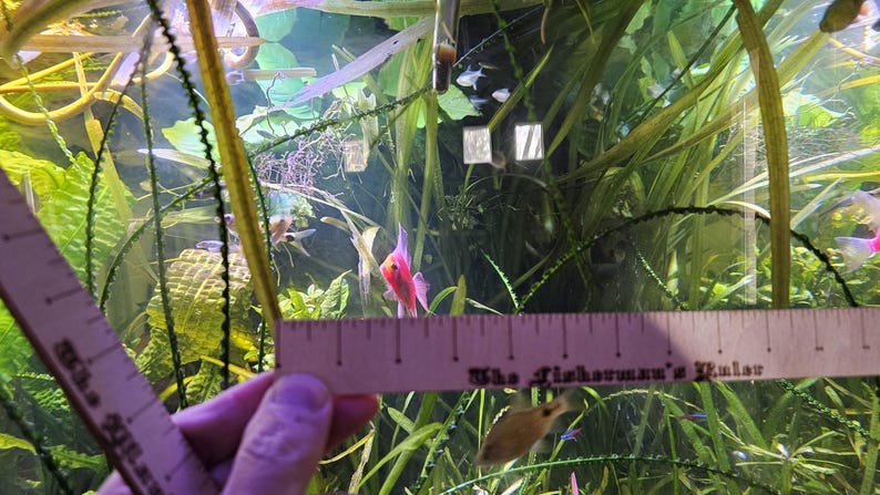 The Man's Ruler, the Fisherman's Ruler: Special Measuring Tool for Your ...