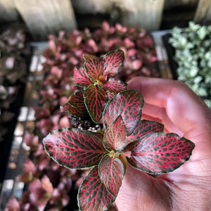 Fittonia Fire Tail (nerve Plant) Starter Plant **ALL Starter Plants ...