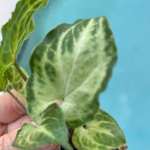 Syngonium Batik Starter Plant: Green and Cream Arrowhead Leaves **ALL ...