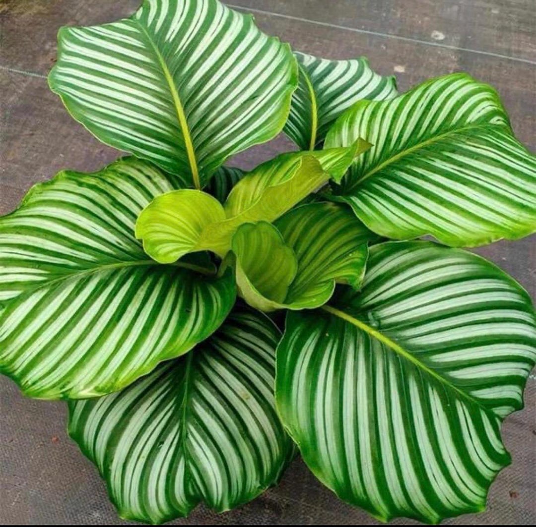 Calathea Orbifolia Starter Plant: Round Foliage Tropical Plant (***all ...
