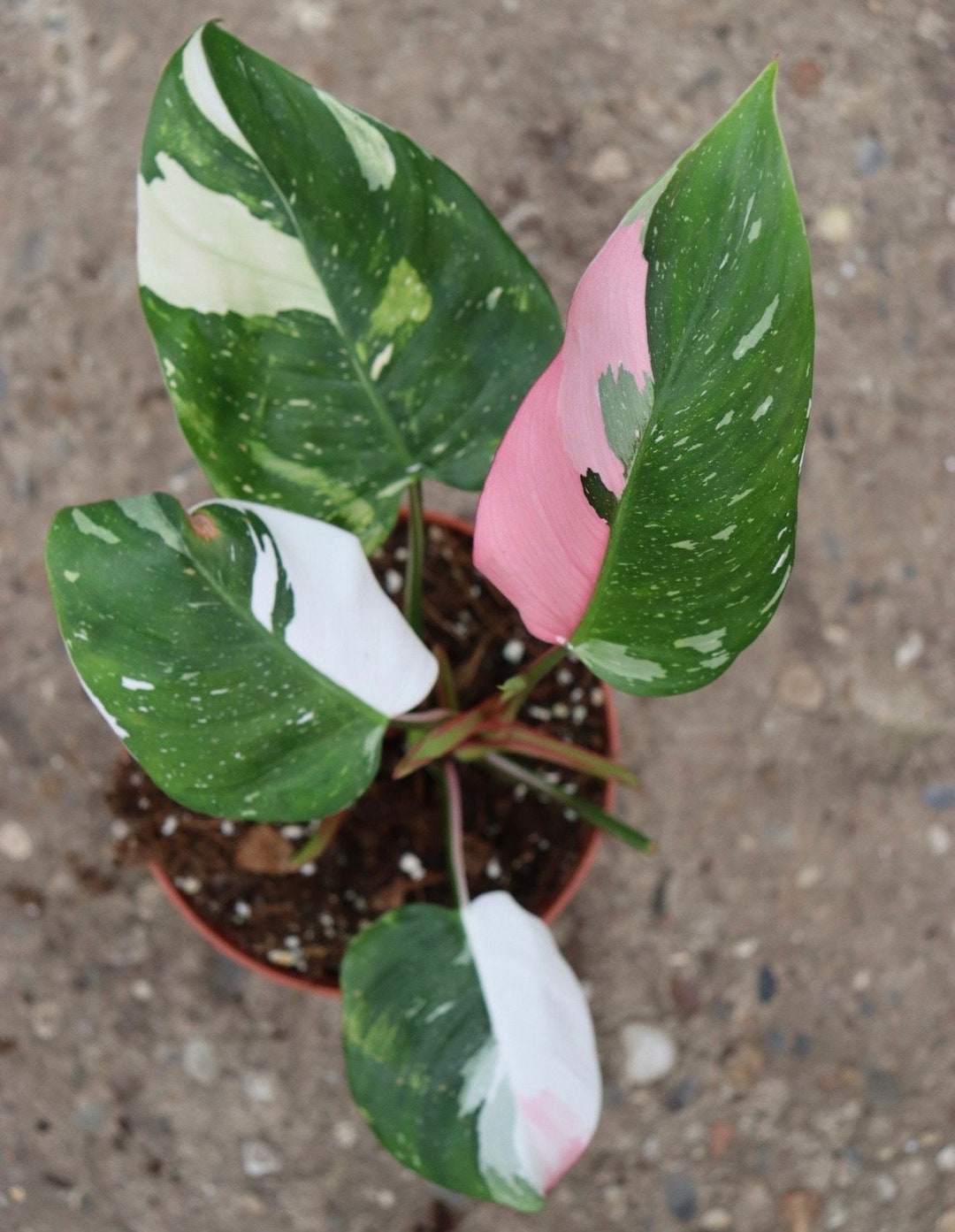Philodendron White Princess ALL Starter Plants Require You - Etsy