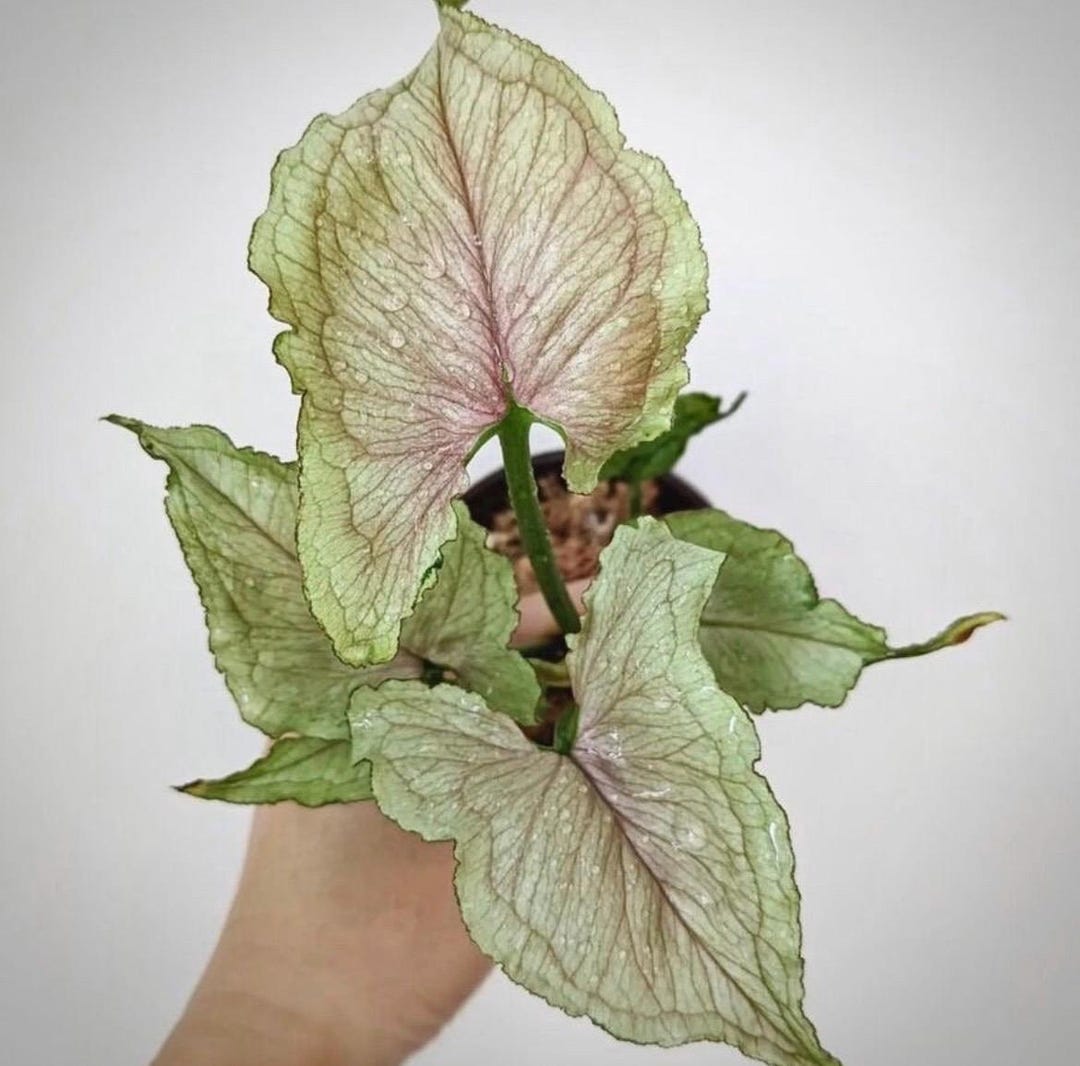 Syngonium Yami Red Wine Starter Plant **ALL Starter Plants Require You ...