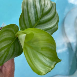 Calathea Orbifolia Starter Plant: Round Foliage Tropical Plant (***all ...