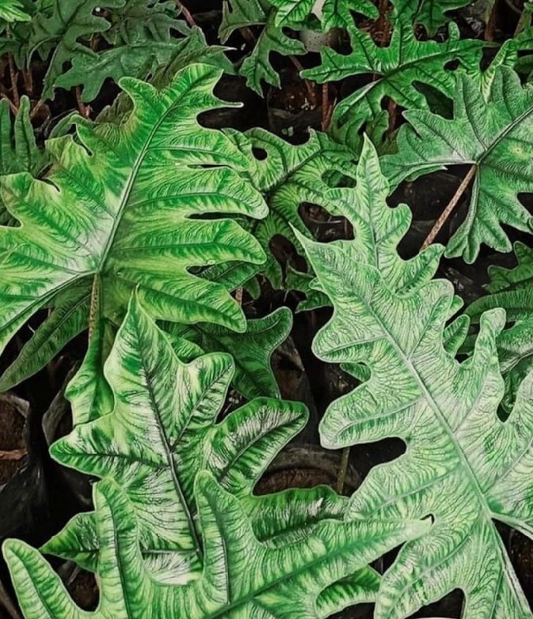 Alocasia Jacklyn Starter Plant.*** Please Note All Starter Plants ...