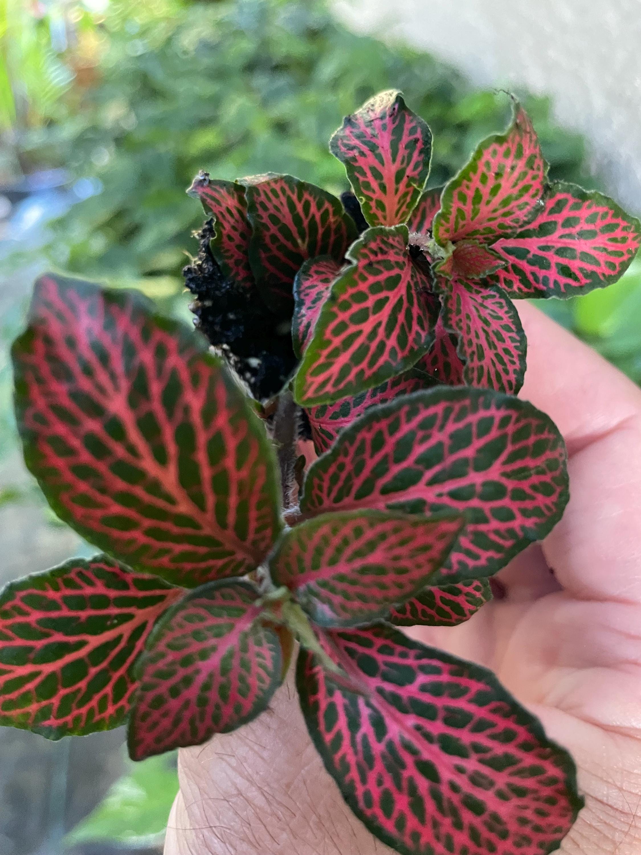 Fittonia Fire Tail (nerve Plant) Starter Plant **ALL Starter Plants ...