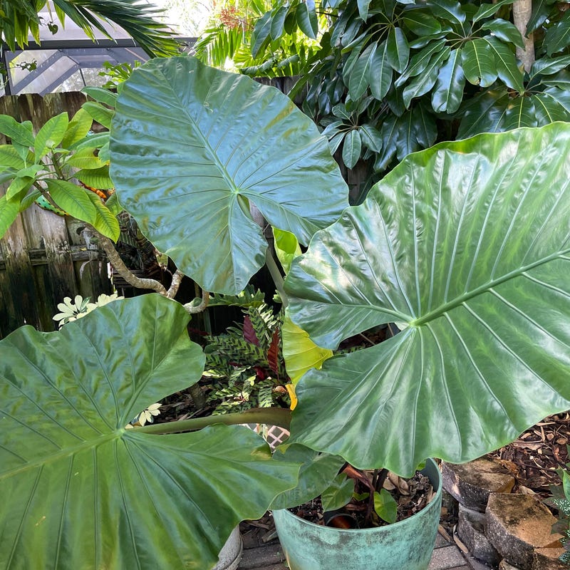 Dark Outdoor Plants - Etsy