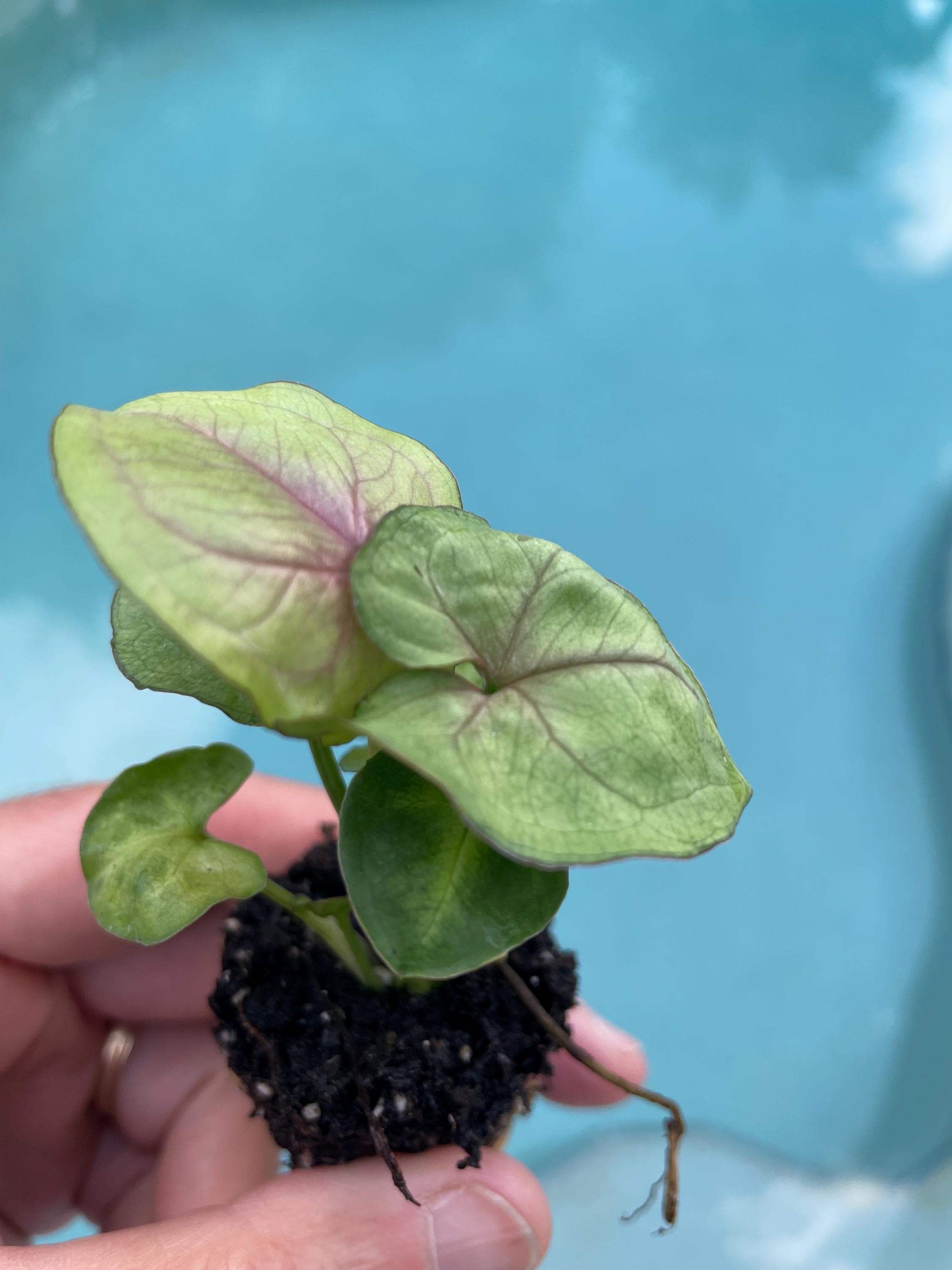 Syngonium Yami Red Wine Starter Plant **ALL Starter Plants Require You ...