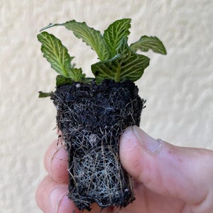 Fittonia Tiger (nerve Plant) Starter Plant **ALL Starter Plants Require ...