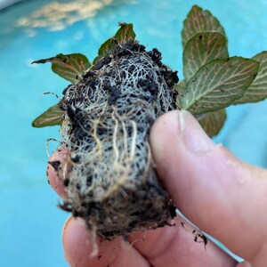 Fittonia Fire Tail (nerve Plant) Starter Plant **ALL Starter Plants ...