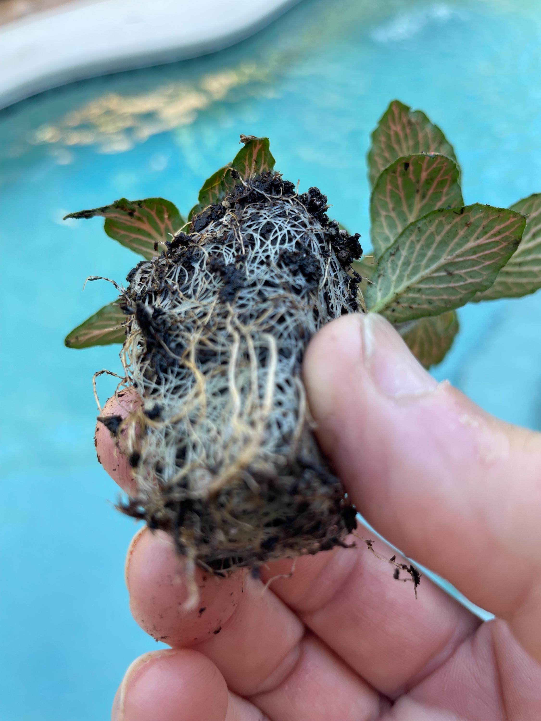 Fittonia Fire Tail (nerve Plant) Starter Plant **ALL Starter Plants ...