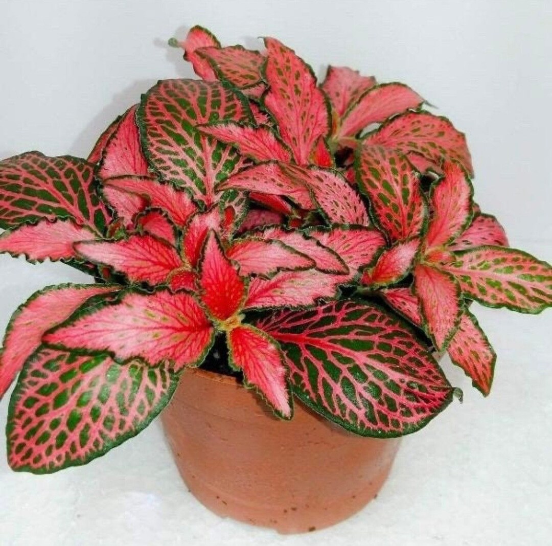 Fittonia Red (nerve Plant) Starter Plant **ALL Starter Plants Require ...