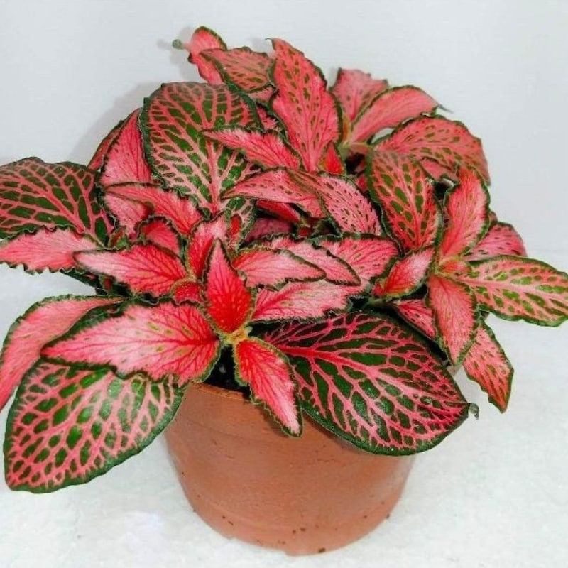 Indoor Nerve Plants - Etsy