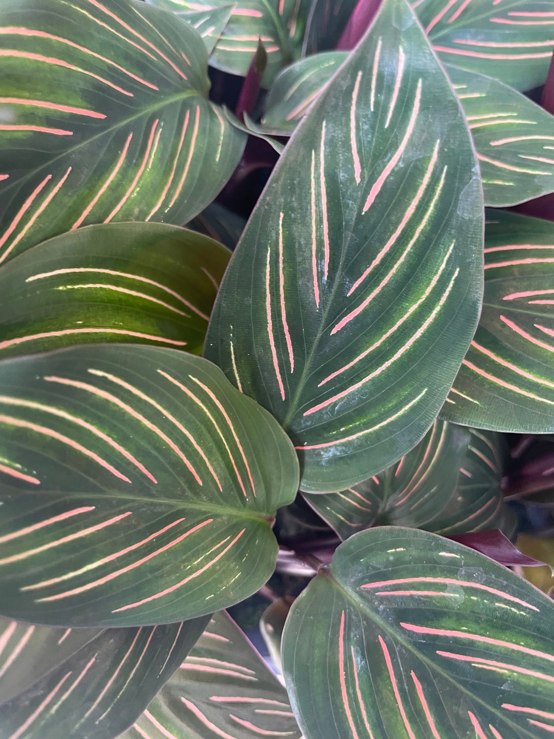 Calathea Beauty Star Starter Plant **(ALL Starter Plants Require You to ...