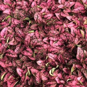 Hypoestes PINK Starter Plant (polka Dot Plant) **ALL Starter Plants ...