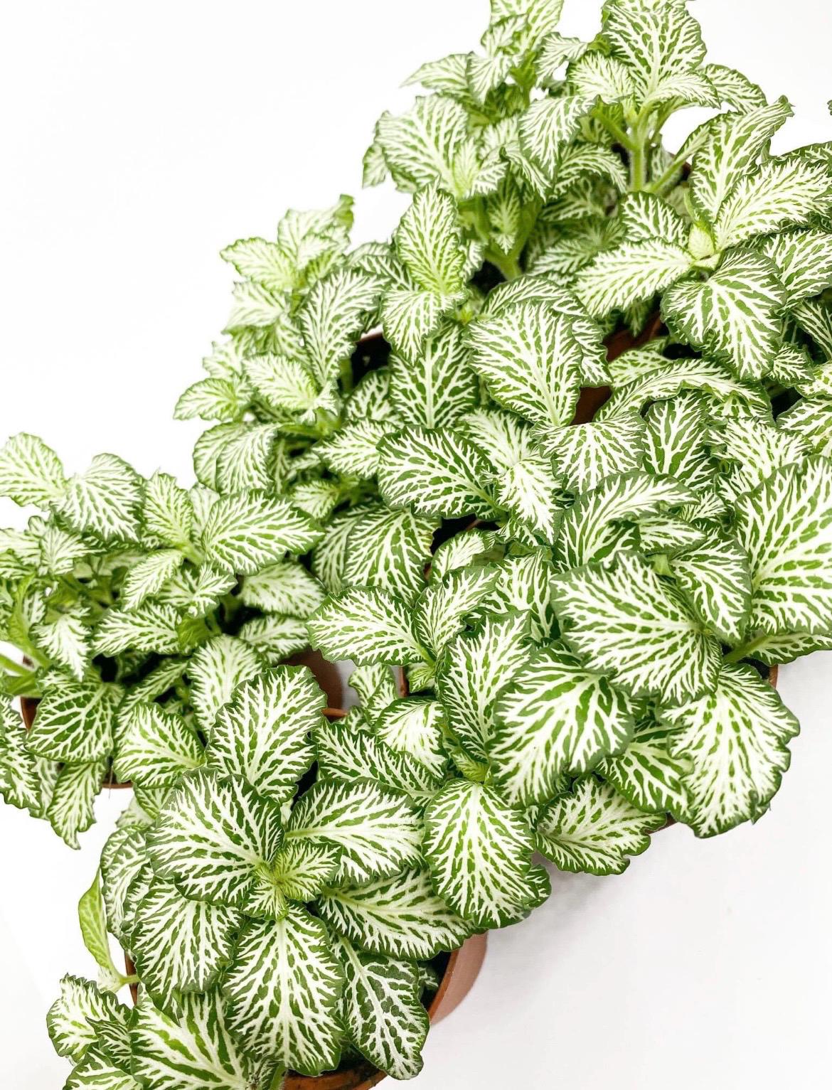 Fittonia Tiger (nerve Plant) Starter Plant **ALL Starter Plants Require ...