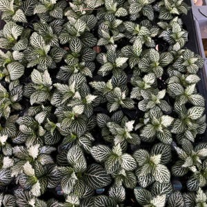Fittonia Tiger (nerve Plant) Starter Plant **ALL Starter Plants Require ...