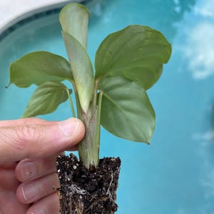 Calathea Orbifolia Starter Plant: Round Foliage Tropical Plant (***all ...