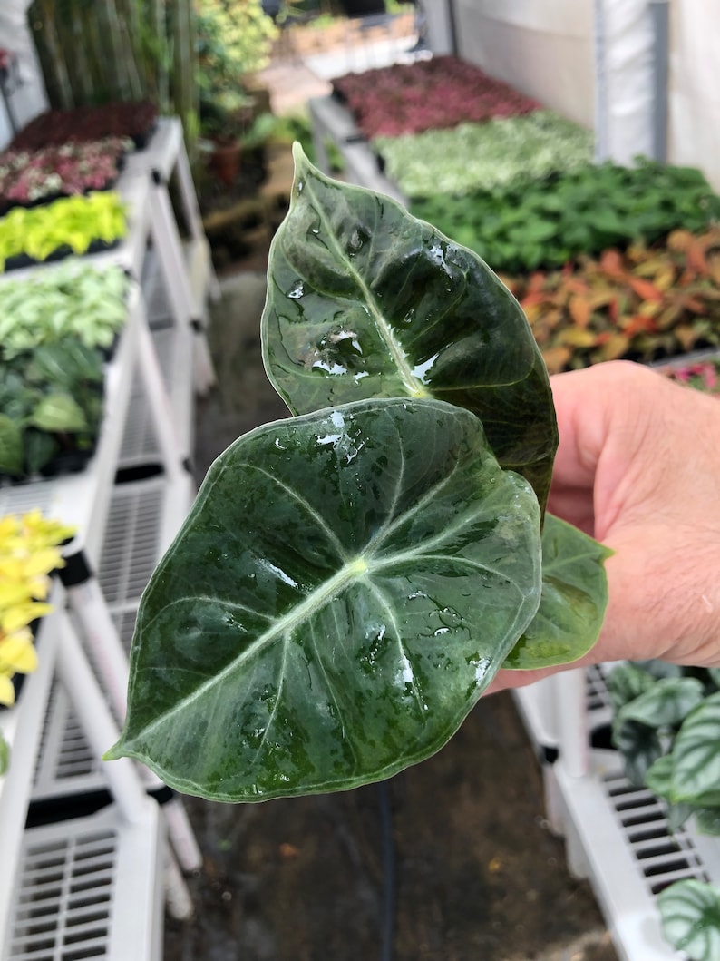 Alocasia Pink Princess Starter Plant ALL STARTER PLANTS - Etsy