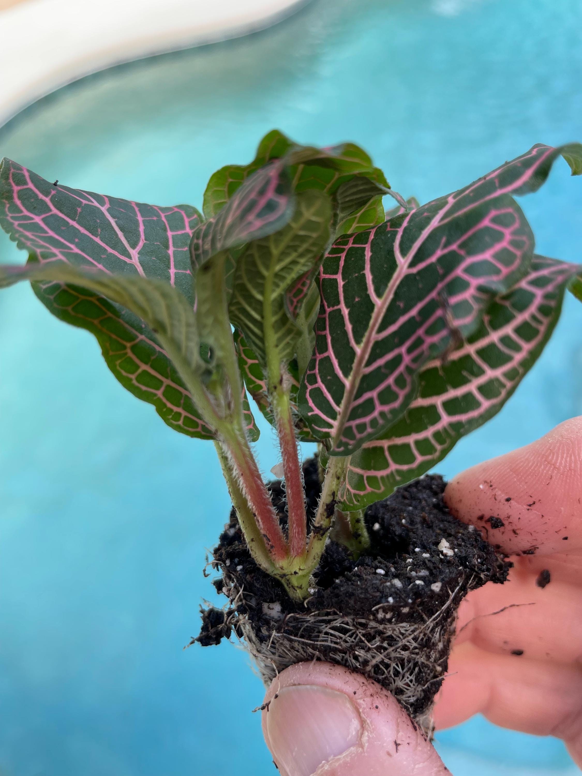 Fittonia Pink (nerve Plant) Starter Plant **ALL Starter Plants Require ...