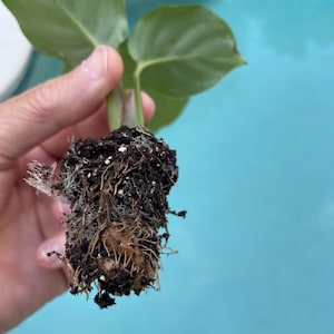 Calathea Orbifolia Starter Plant: Round Foliage Tropical Plant (***all ...