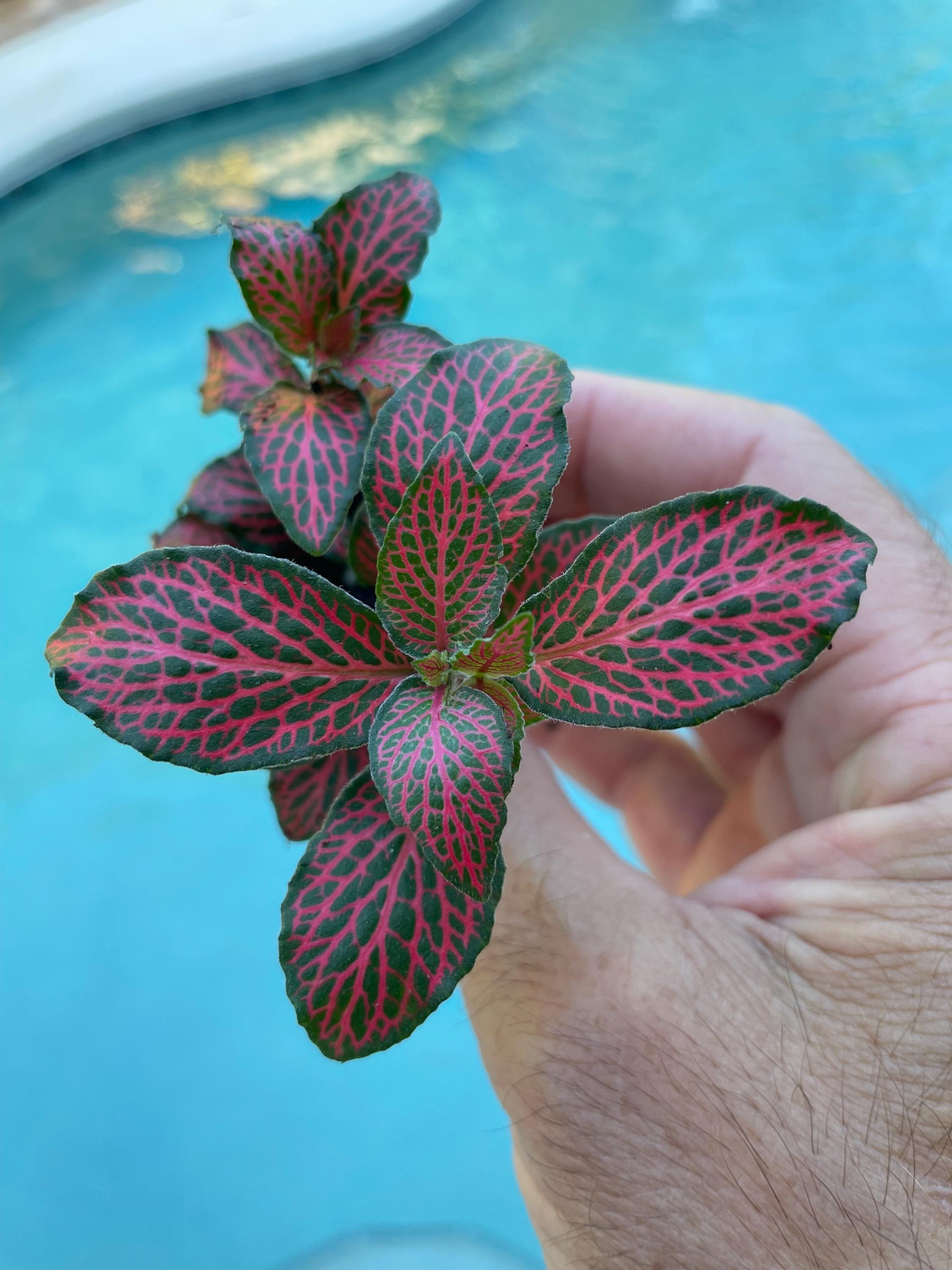 Fittonia Fire Tail (nerve Plant) Starter Plant **ALL Starter Plants ...