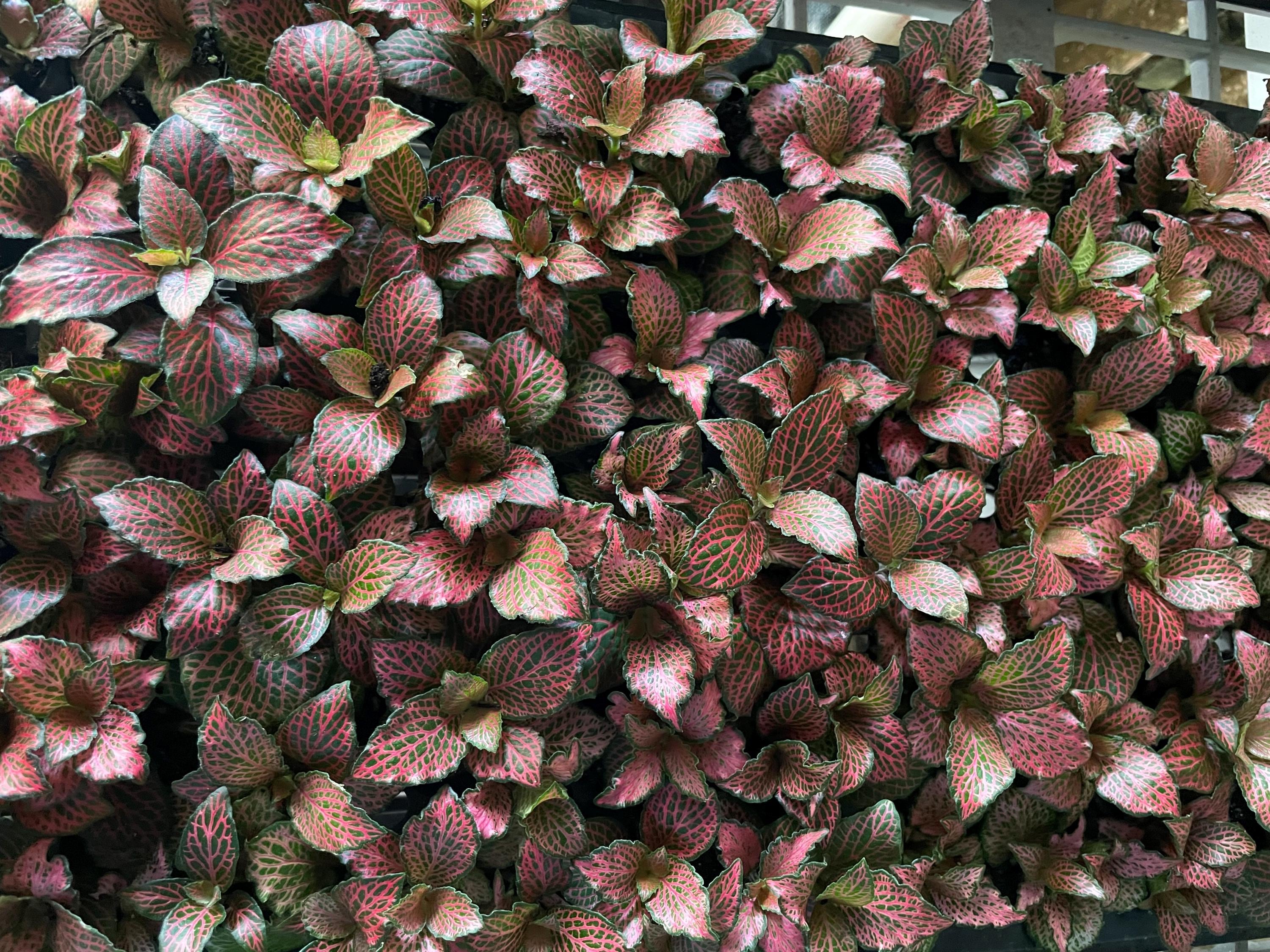 Fittonia Fire Tail (nerve Plant) Starter Plant **ALL Starter Plants ...