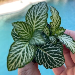 Fittonia Tiger (nerve Plant) Starter Plant **ALL Starter Plants Require ...