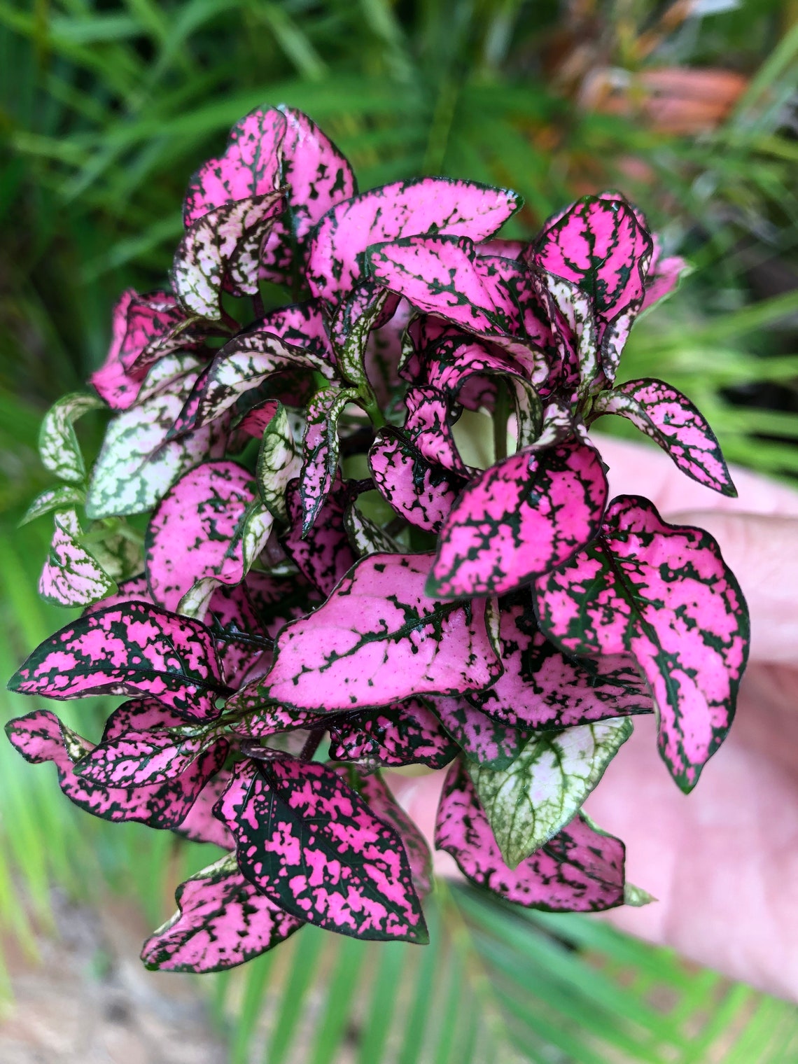 Hypoestes ROSE Starter Plant polka Dot Plant ALL Starter - Etsy